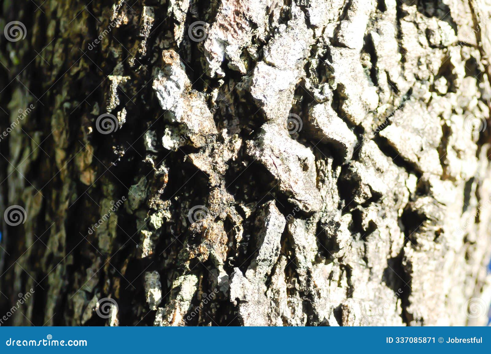Tree Bark or Bark , Alstonia Scholaris or APOCYNACEAE or Devil Tree or ...