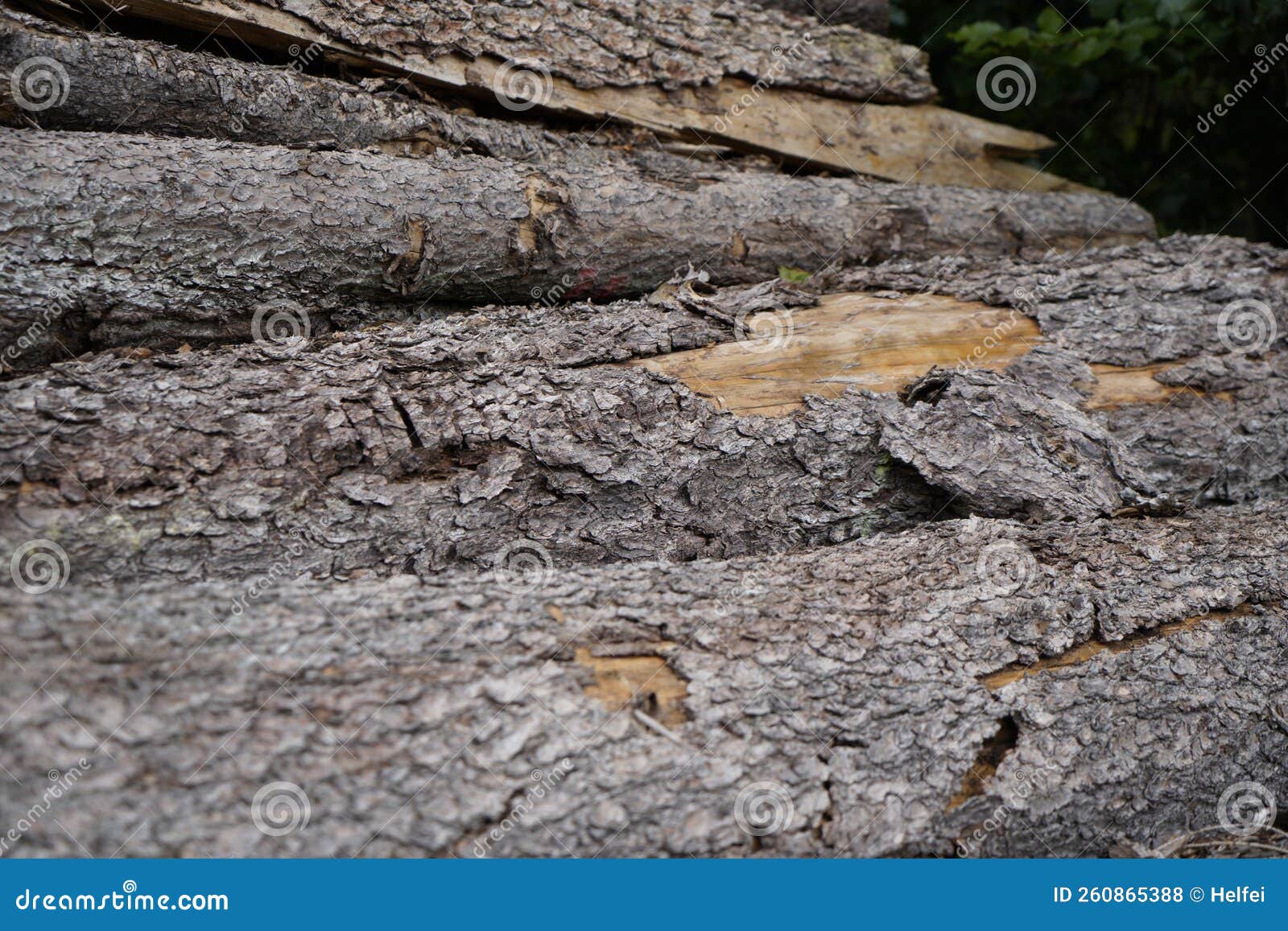 Tree Bark is Bark and Bast and Protects the Tree Stock Photo - Image of ...