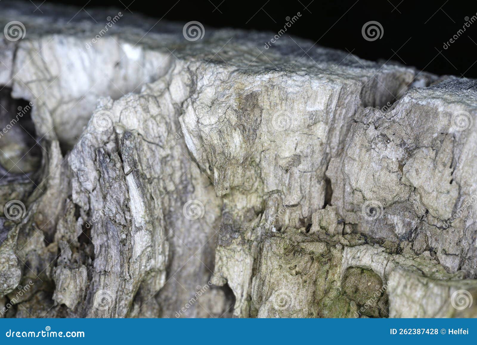 Tree Bark is Bark and Bast and Protects the Tree Stock Photo - Image of ...