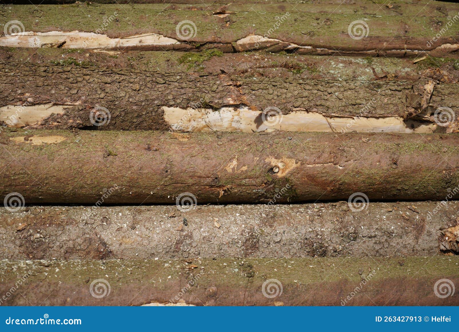 Tree Bark is Bark and Bast and Protects the Tree Stock Image - Image of ...