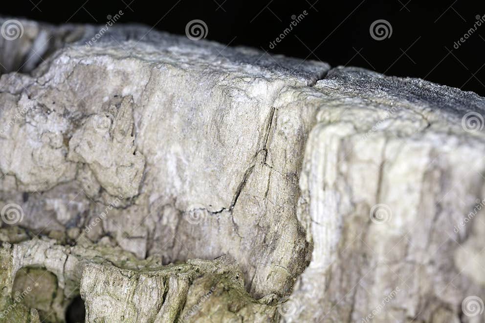 Tree Bark is Bark and Bast and Protects the Tree Stock Photo - Image of ...