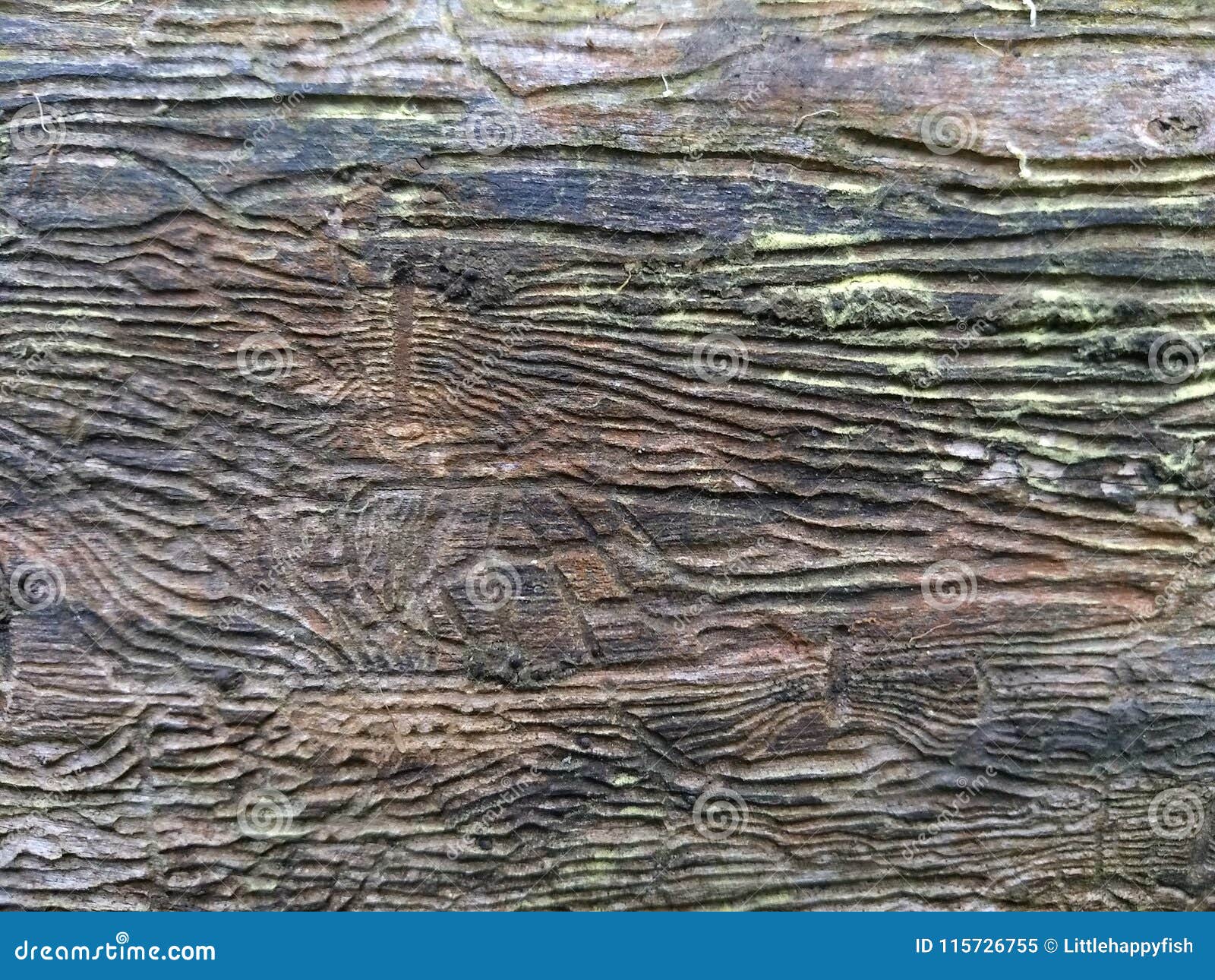 Tree Bark with Bark Beetle Tracks Stock Image - Image of bark, natural ...