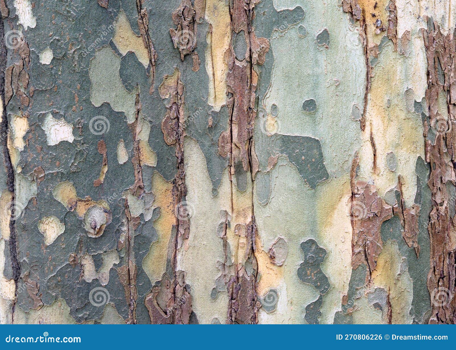 Tree Bark with Beautiful Patterns for Decorative Design or Wallpapers ...