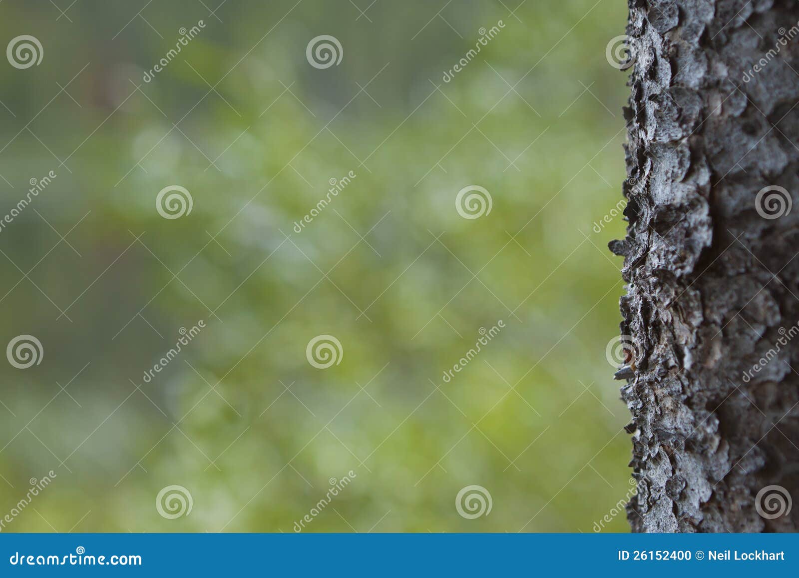 Tree Bark Border stock photo. Image of trunk, life, edge - 26152400