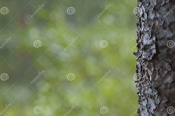 Tree Bark Border stock photo. Image of trunk, life, edge - 26152400