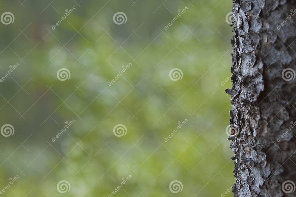 Tree Bark Border stock photo. Image of trunk, life, edge - 26152400