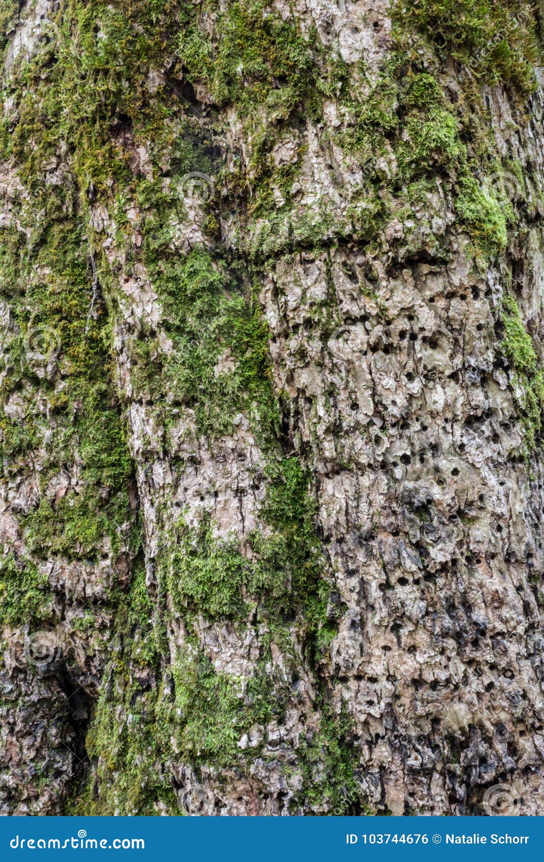 Tree Bark with Boring Insect Damage and Green Moss Stock Photo - Image ...
