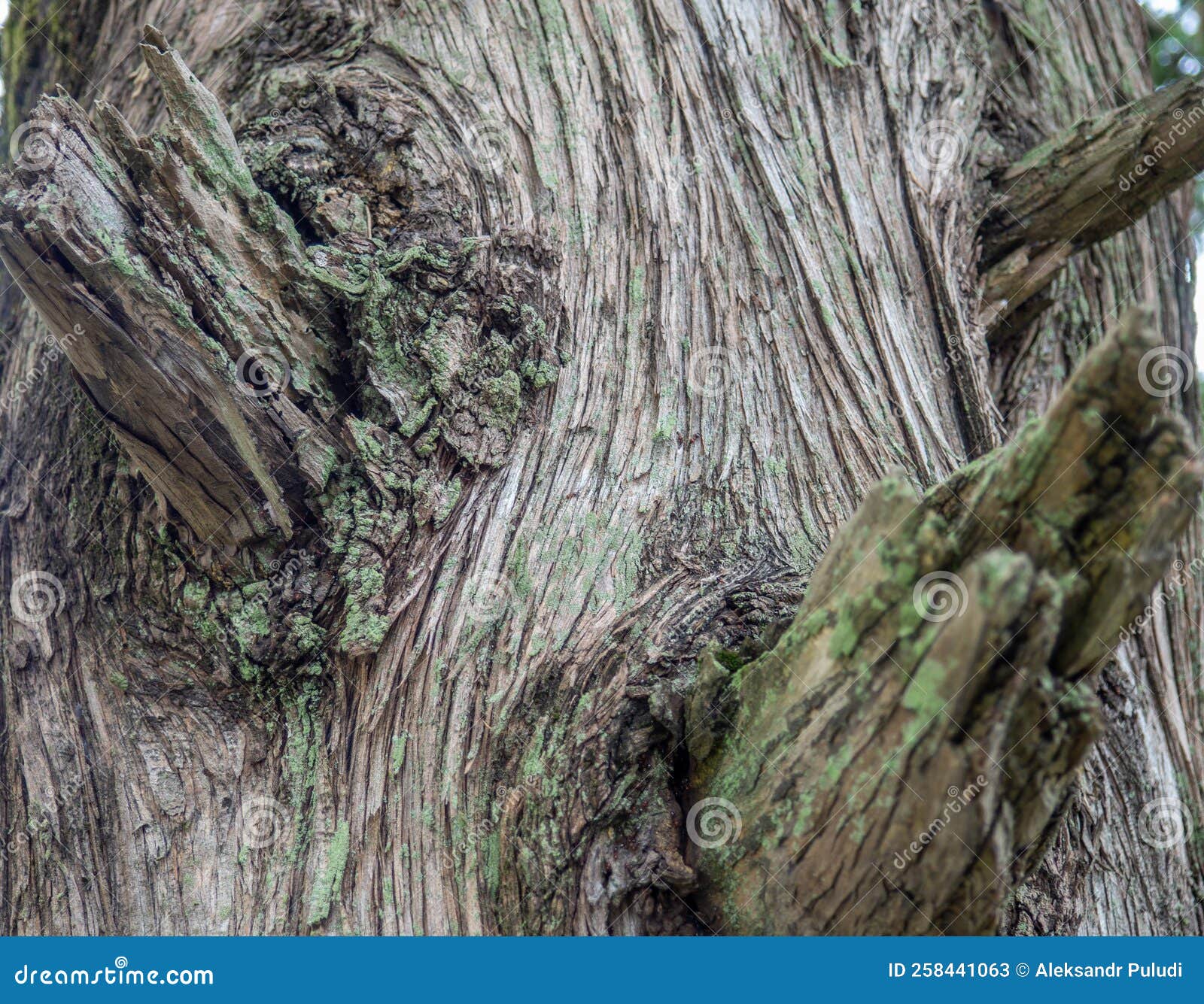 Tree Bark with Branches. Ribbed Bark of a Southern Tree Stock Image ...