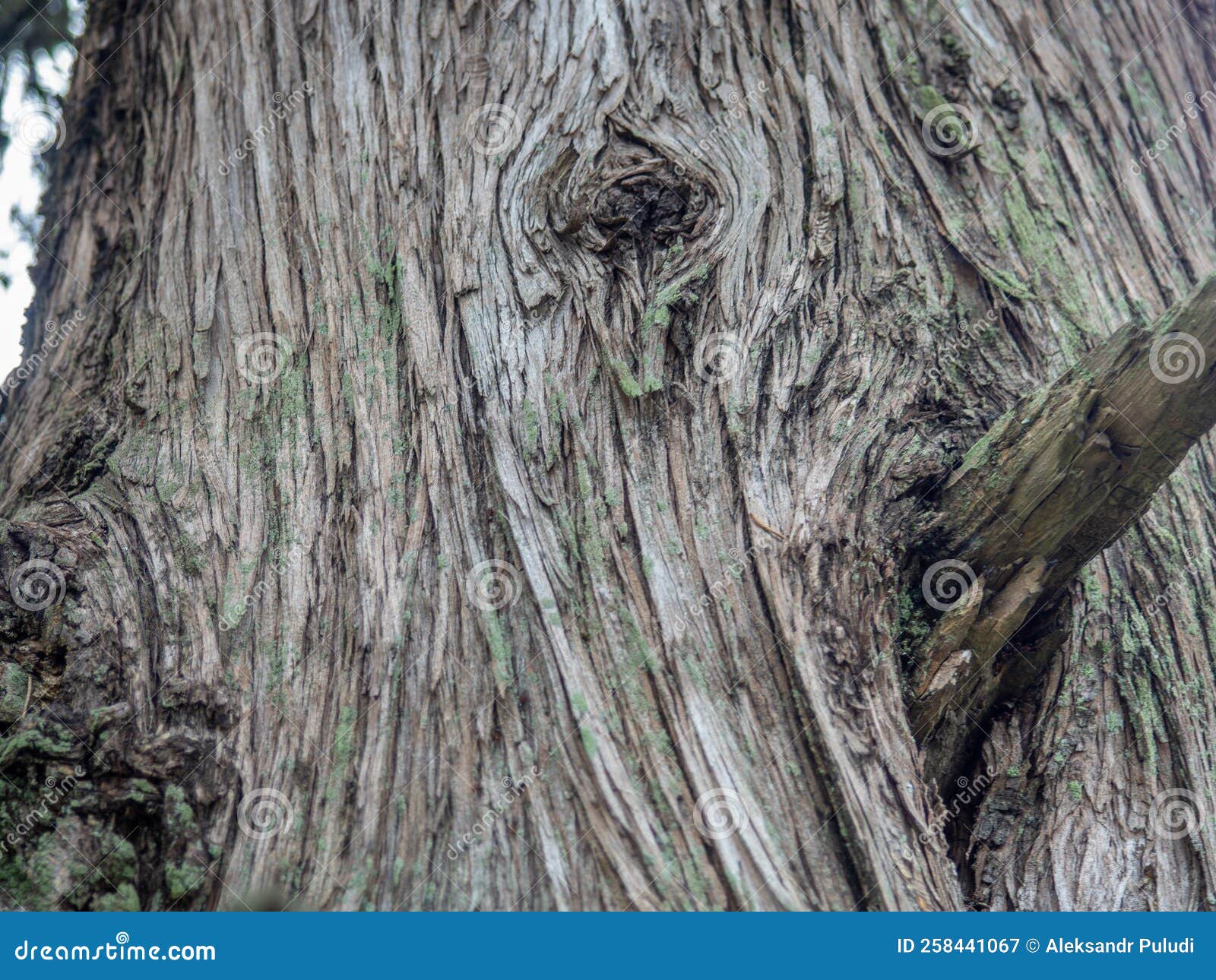 Tree Bark with Branches. Ribbed Bark of a Southern Tree Stock Image ...
