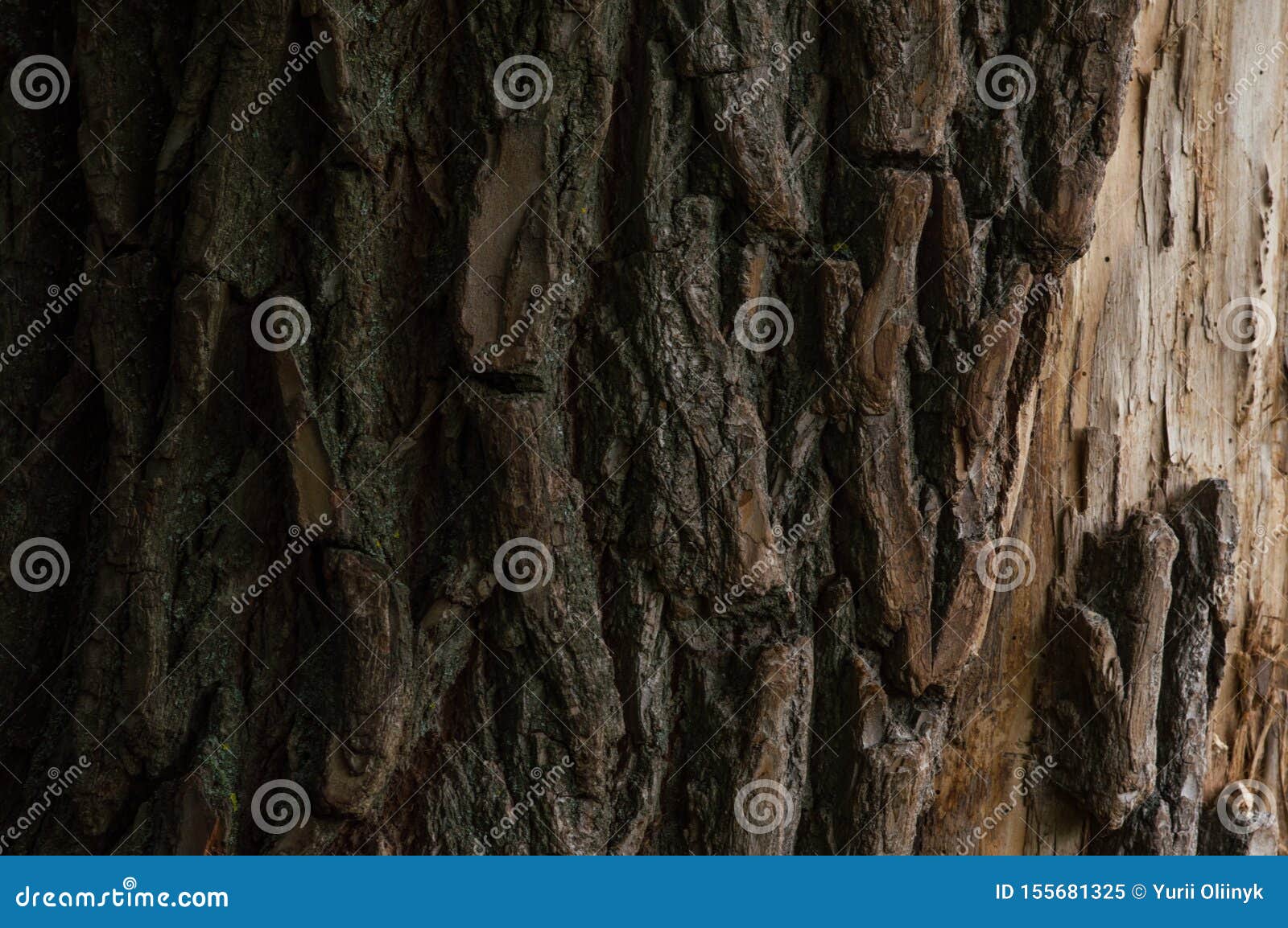Tree Bark Brown Texture Different Beautiful Stock Image - Image of ... Tree Bark Brown Texture Different Beautiful Stock Image - Image of ...