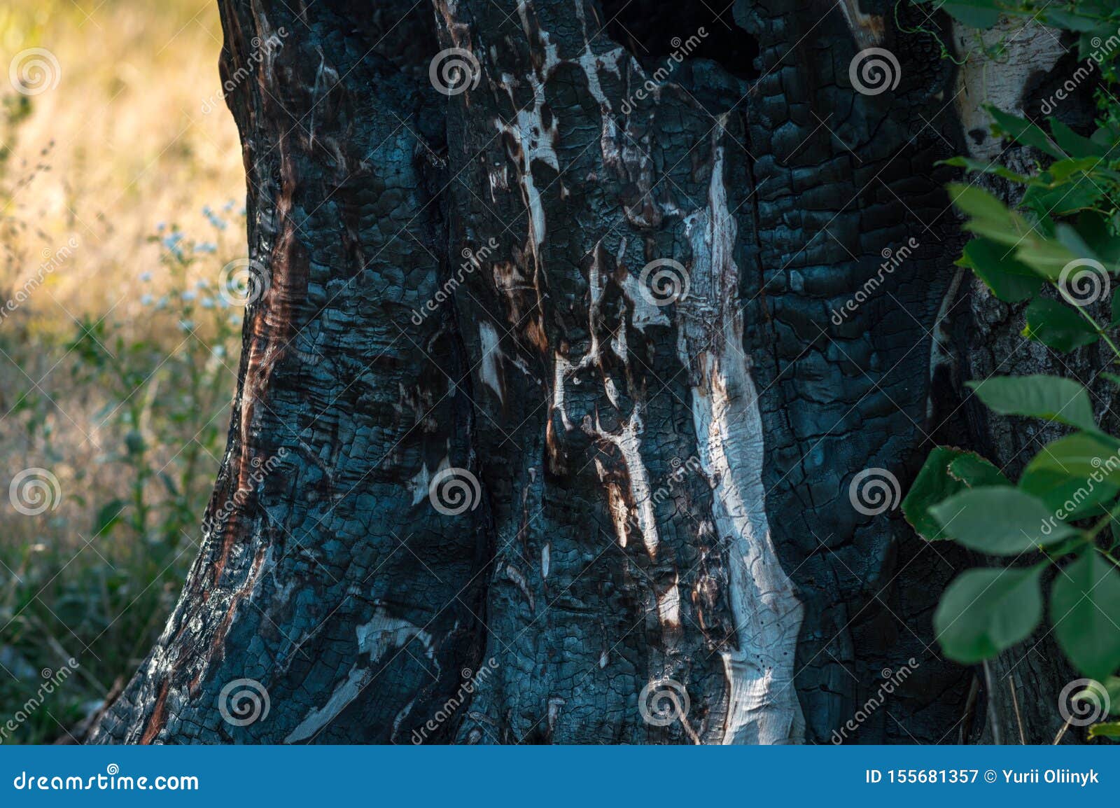Tree Bark Brown Texture Different Beautiful Stock Image - Image of ... Tree Bark Brown Texture Different Beautiful Stock Image - Image of ...