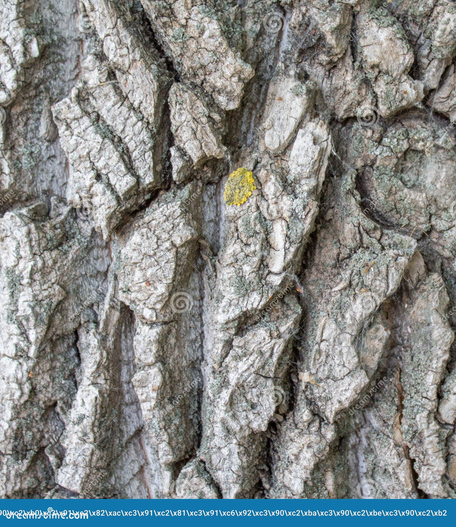 Tree Bark C a Stain of a Yellow Moss Close Up Removed by Means of HDR ...
