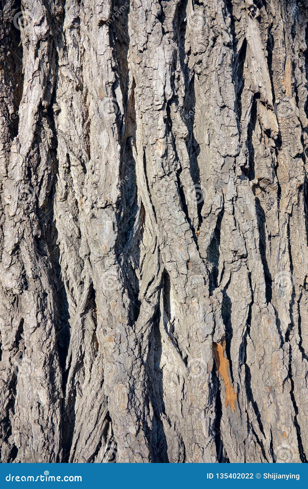 Tree bark stock photo. Image of background, tough, barks - 135402022