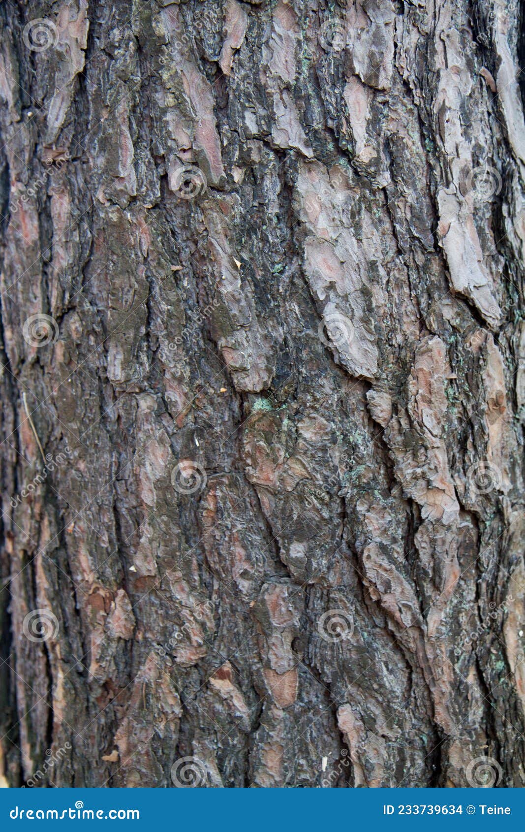 Tree bark in close up stock photo. Image of heating - 233739634