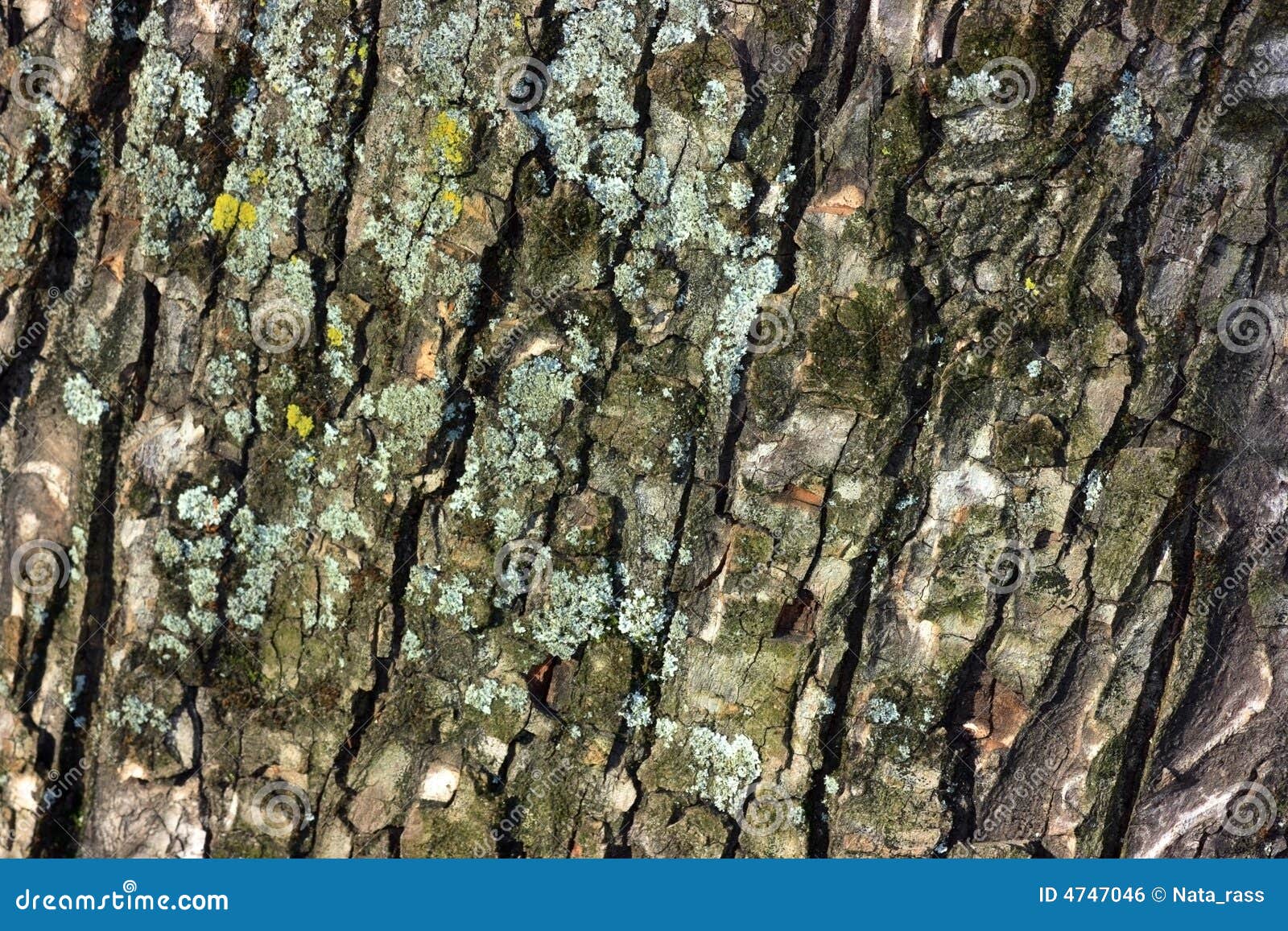 Tree bark close-up stock photo. Image of pattern, background - 4747046
