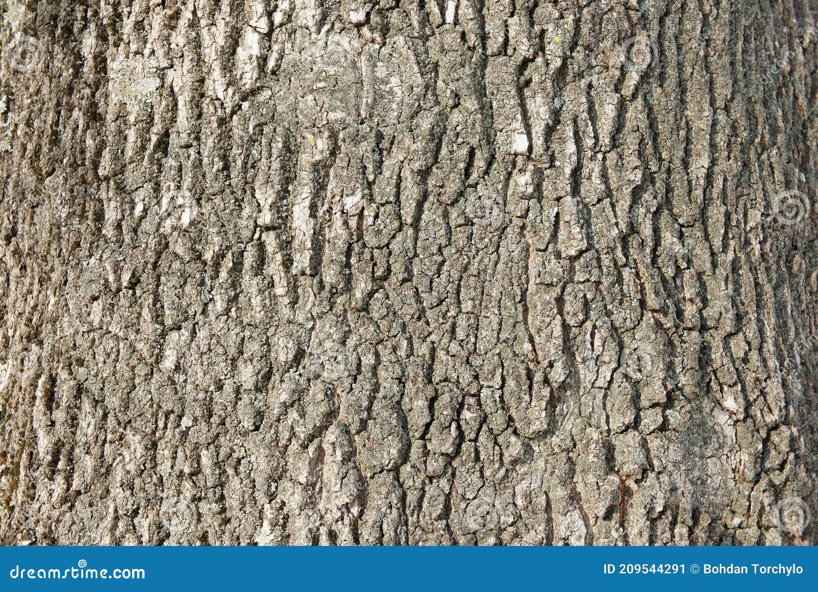 Tree Bark Close Up. Ash Bark Close Up. Bark of an Old Giant Ash Tree ...