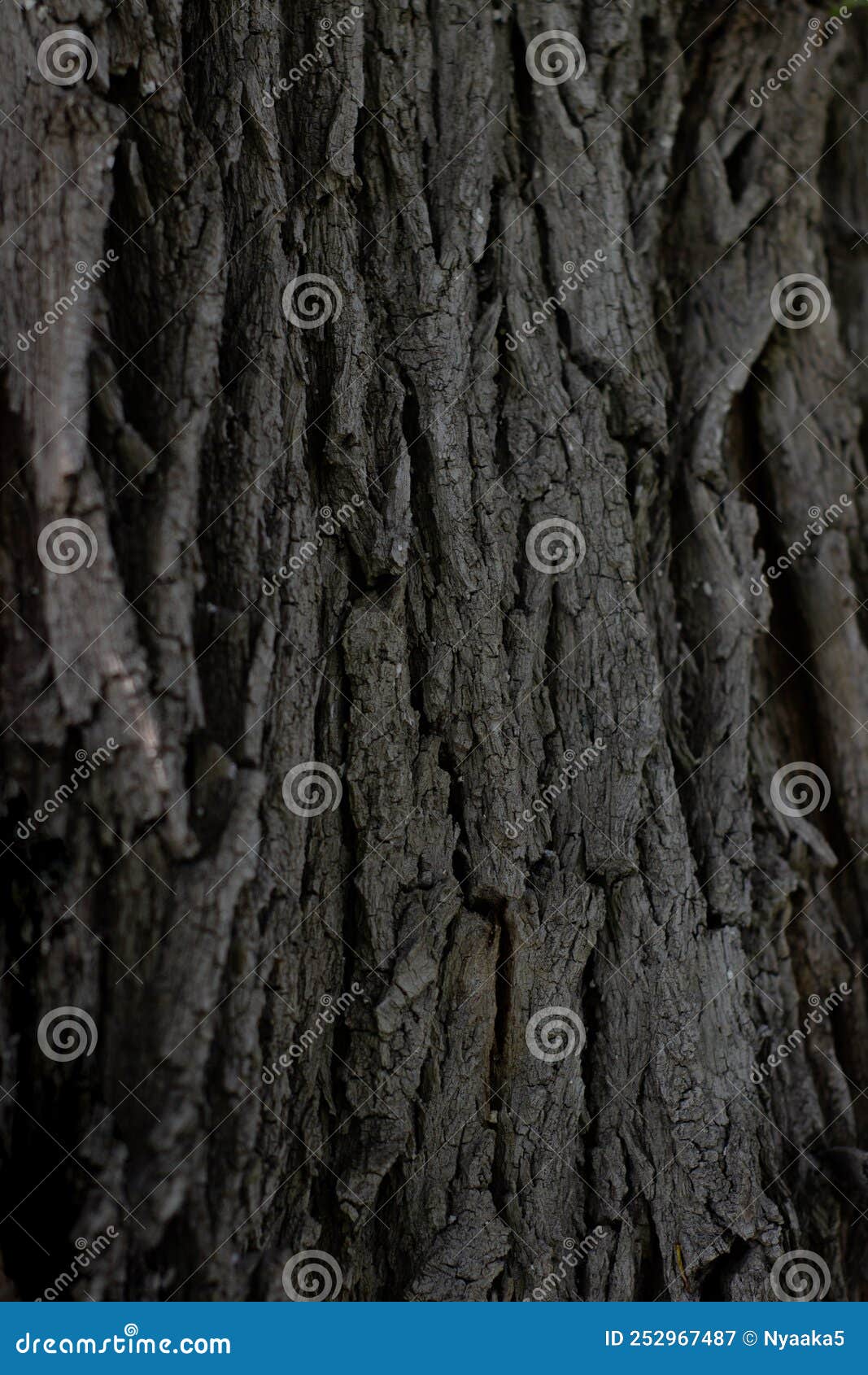 Tree Bark Textures and Patterns Stock Image - Image of nature, abstract ...