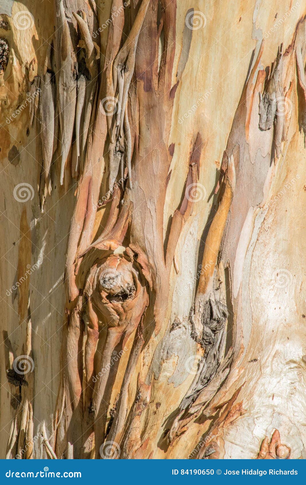 Tree bark close up B stock photo. Image of holiday, journeys - 84190650