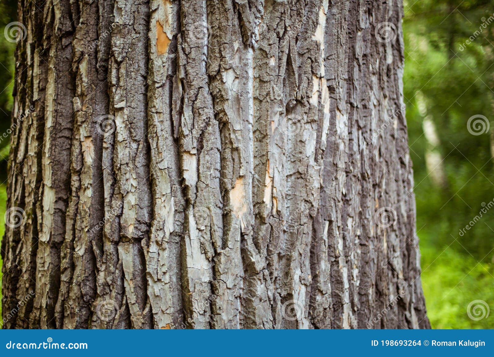 Background. Tree Bark Close-up Stock Photo - Image of background ...