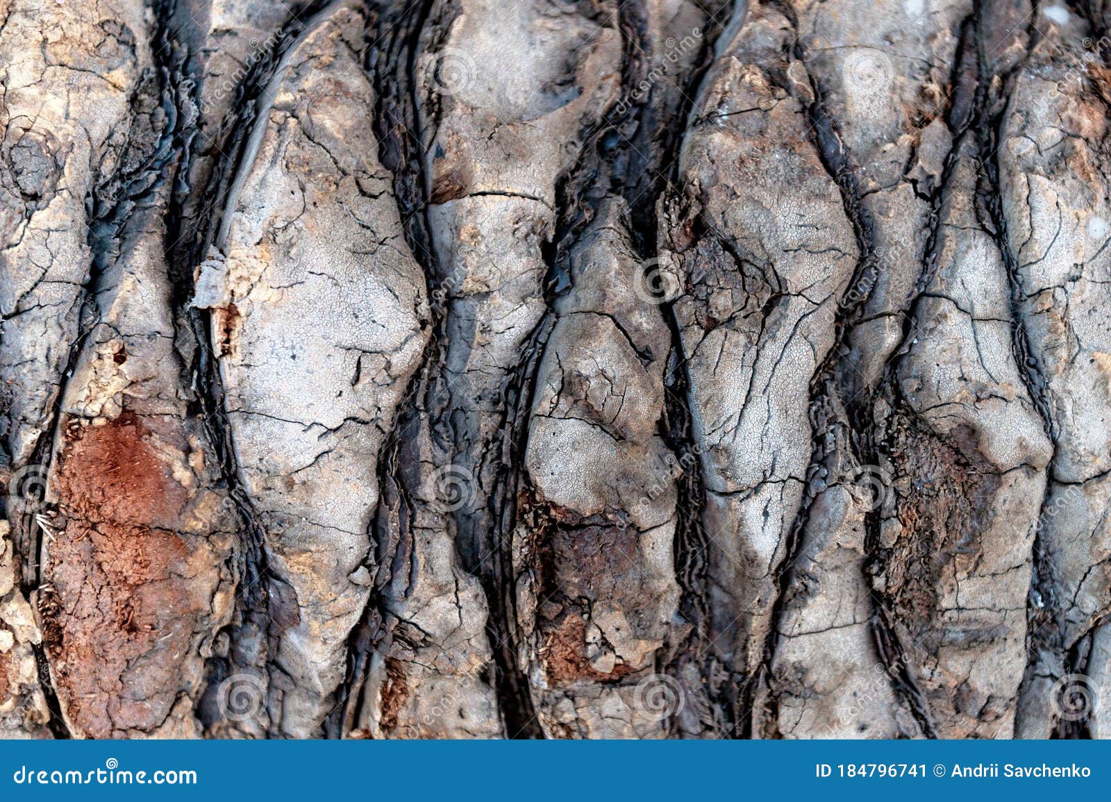 Tree Bark Close-up. Background with the Rough Surface of the Bark of ...