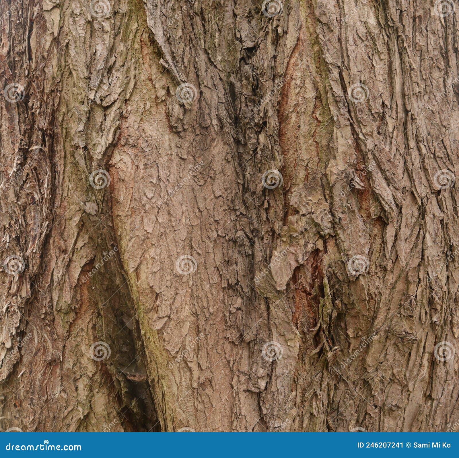 Tree Bark Close Up. Bark of Deciduous Trees. Stock Image - Image of ...