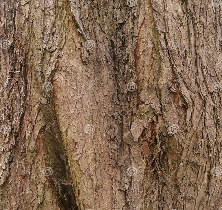 Tree Bark Close Up. Bark of Deciduous Trees. Stock Image - Image of ...