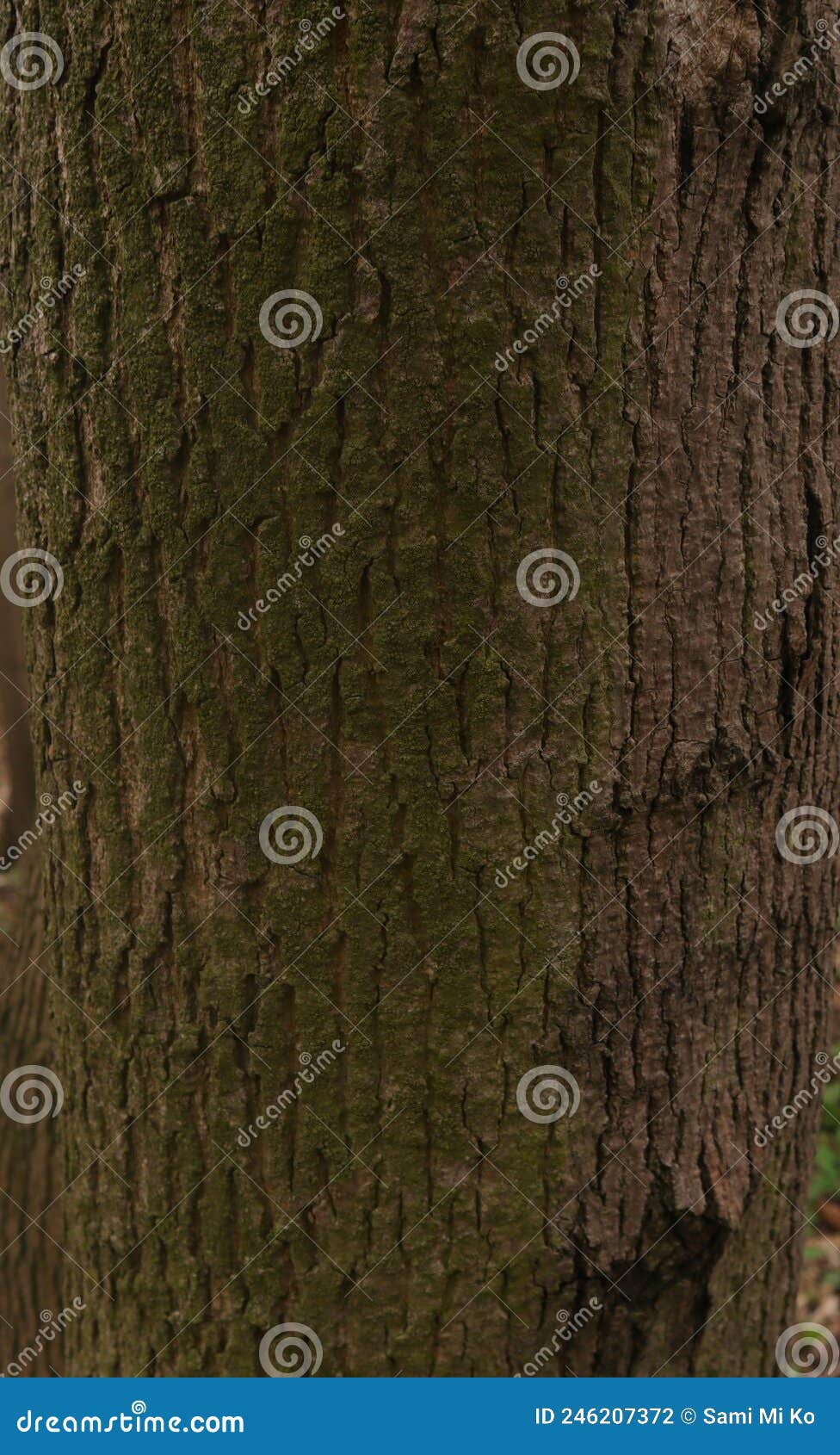 Tree Bark Close Up. Bark of Deciduous Trees. Stock Photo - Image of ...