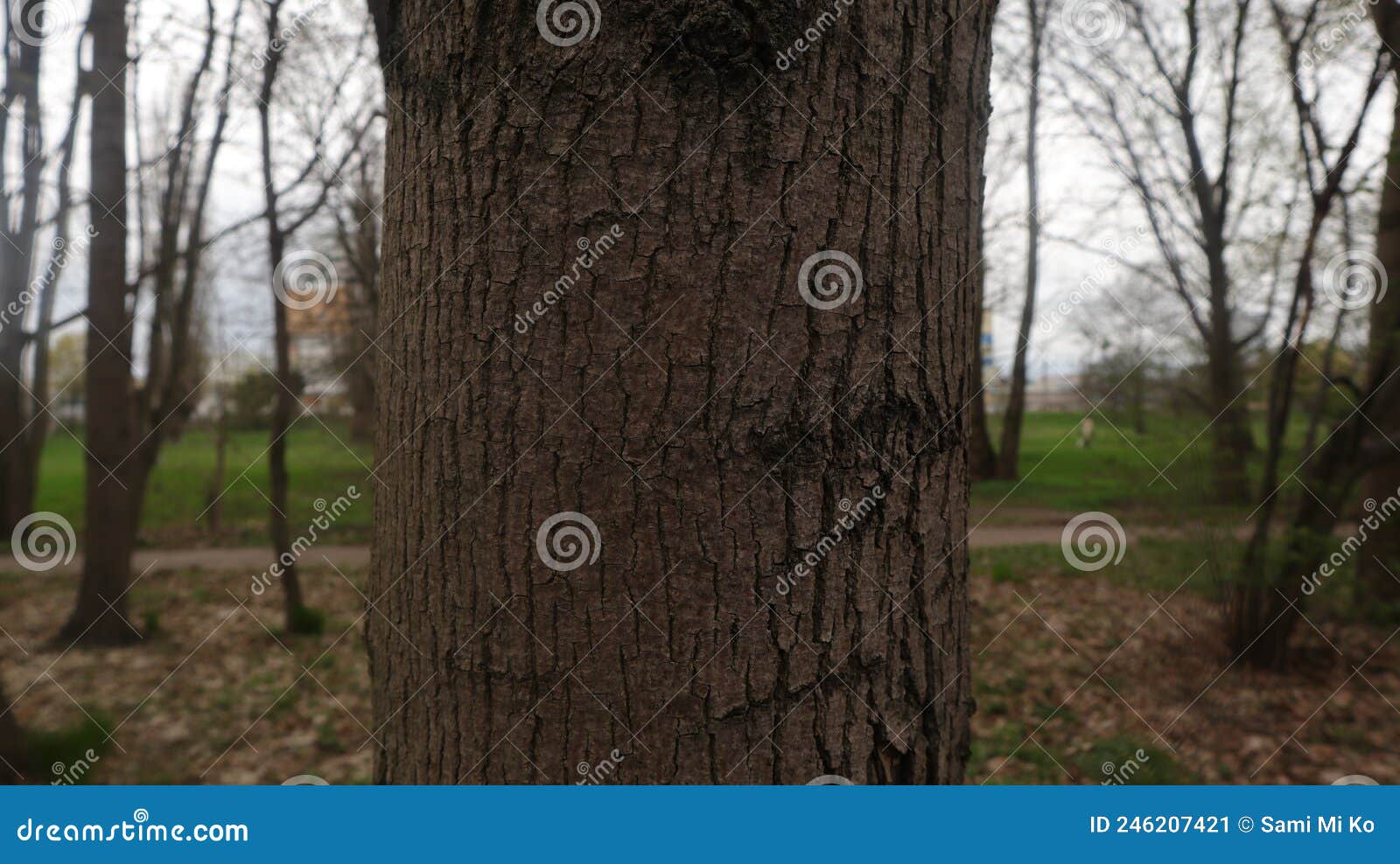 Tree Bark Close Up. Bark of Deciduous Trees. Stock Image - Image of ...