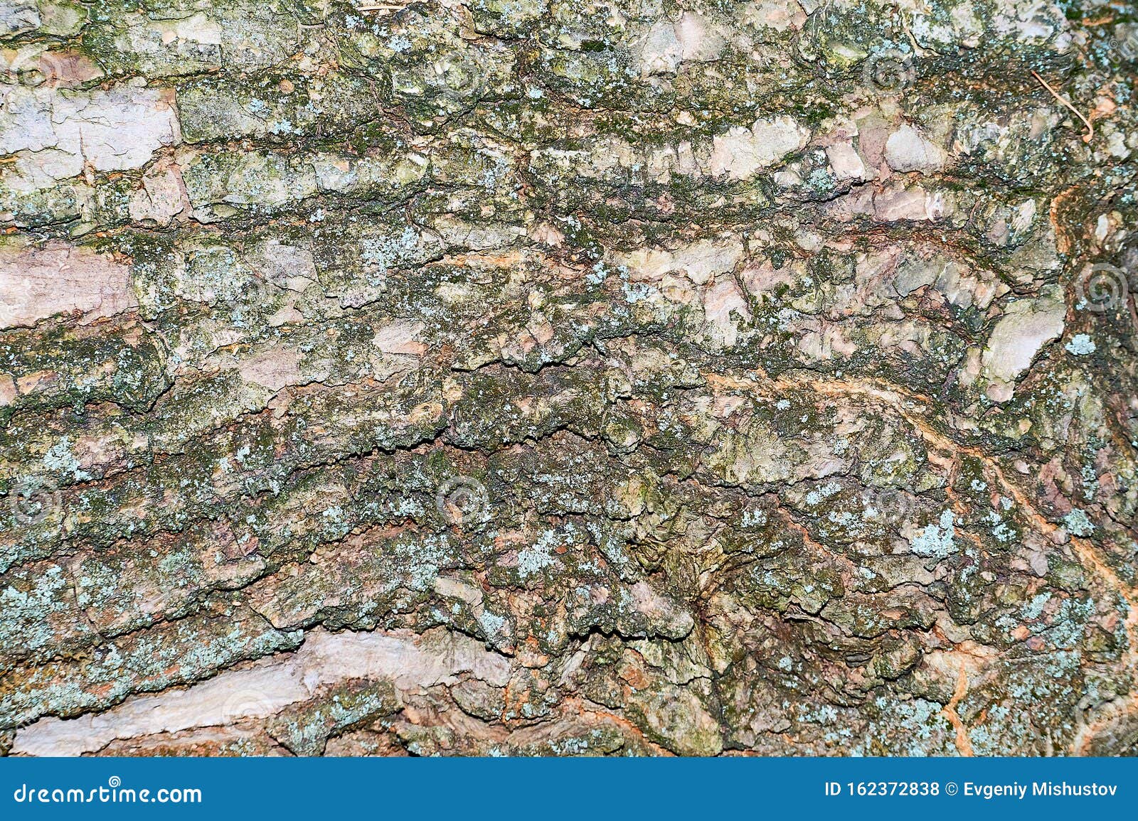 Tree Bark Close Up Billet Texture Stock Photo - Image of curve, expand ...
