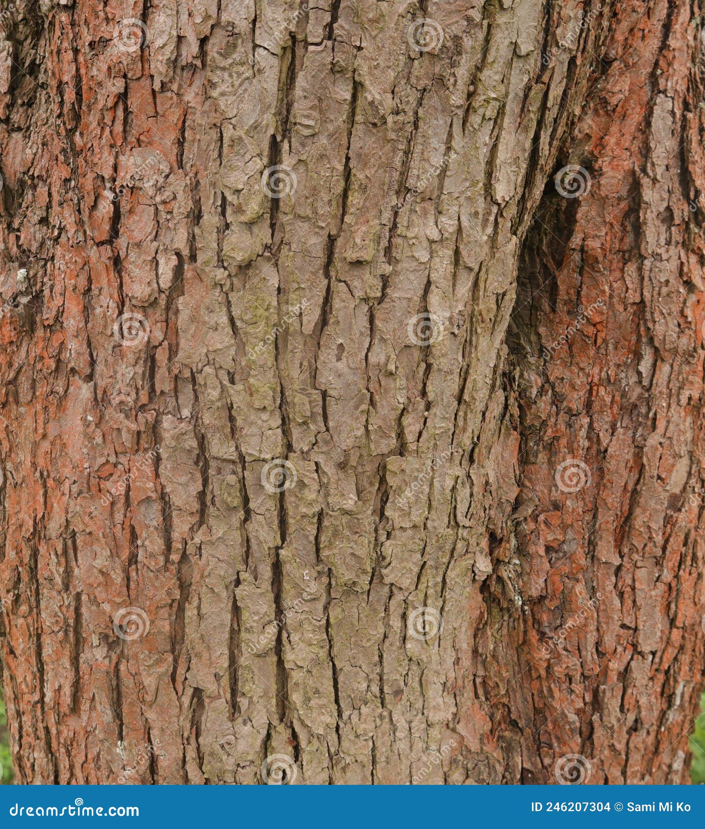 Tree Bark Close Up. Bark of Deciduous Trees. Stock Photo - Image of ...