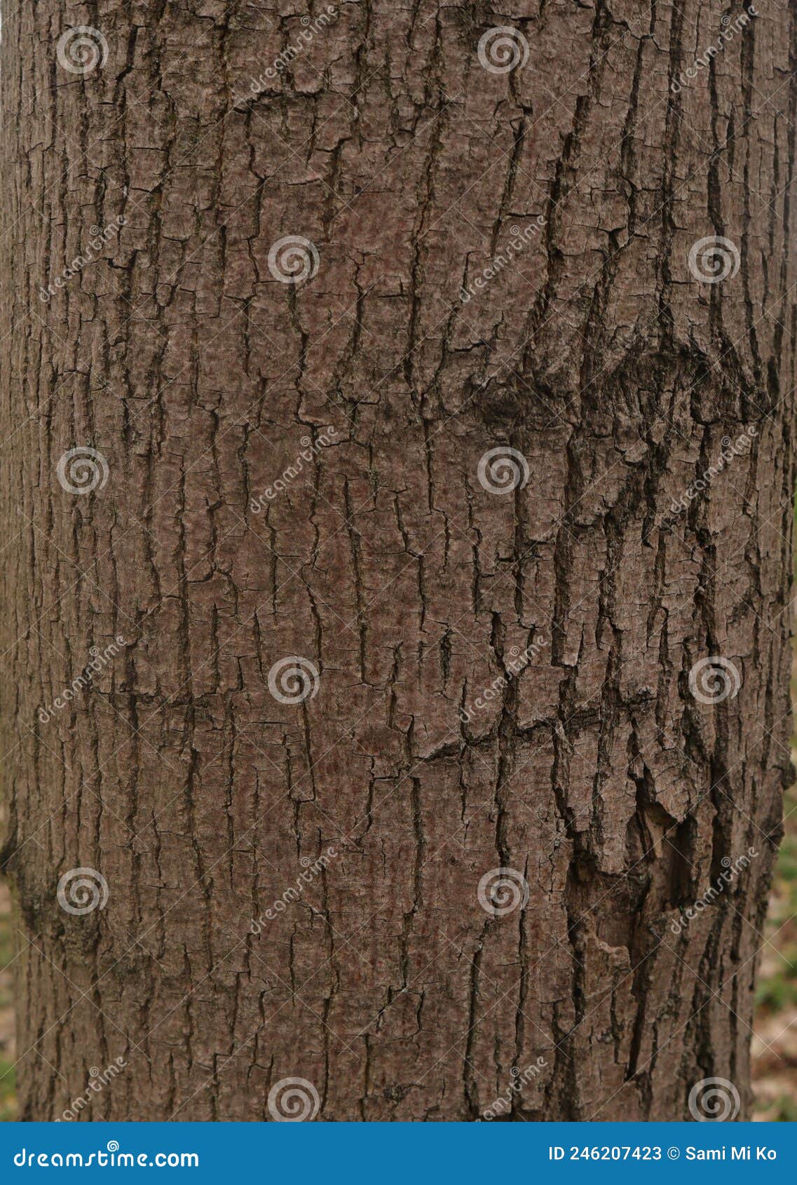 Tree Bark Close Up. Bark of Deciduous Trees. Stock Image - Image of ...