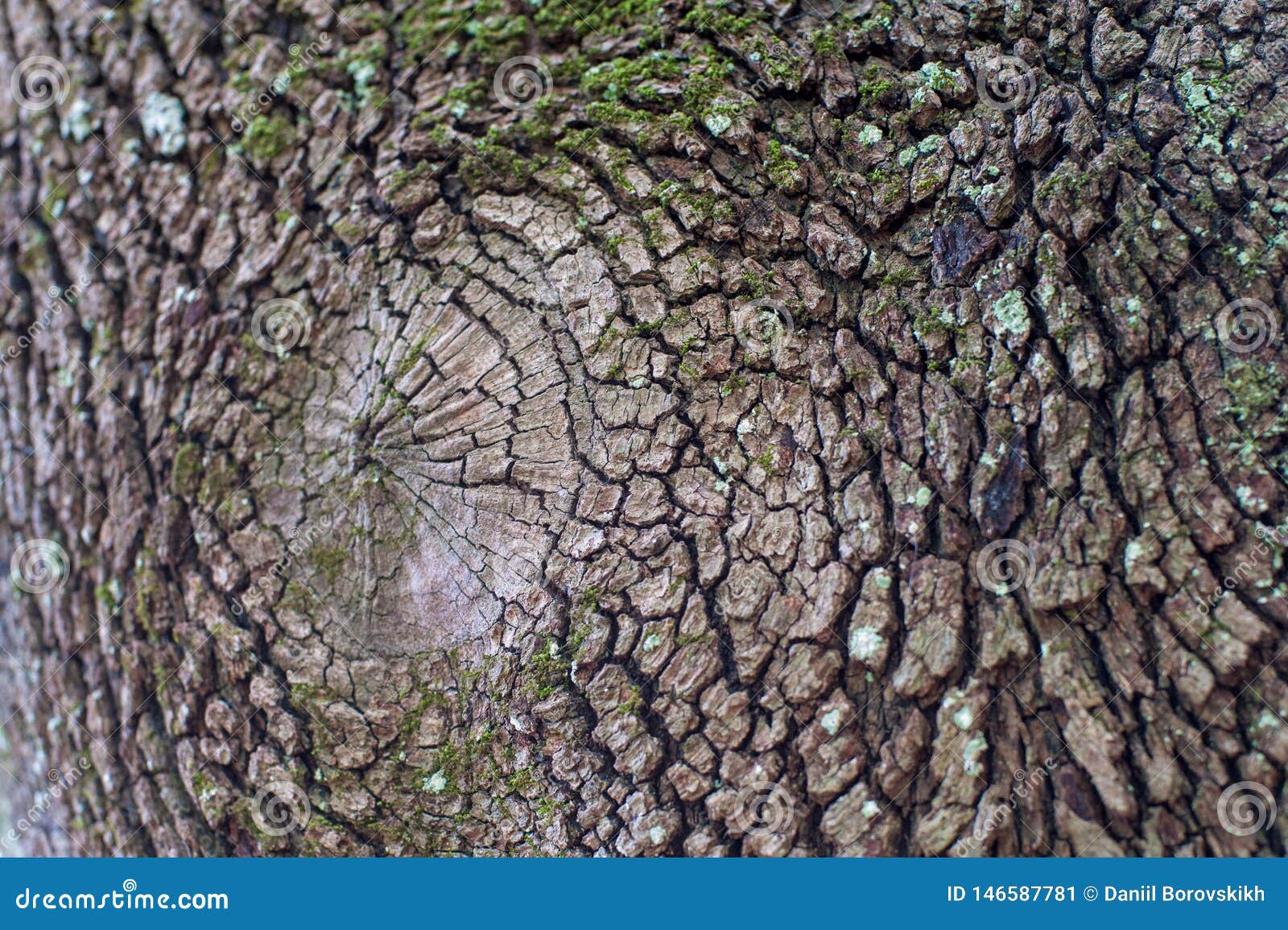Tree Bark Close Up Dry and Rough Texture Stock Image - Image of board ...