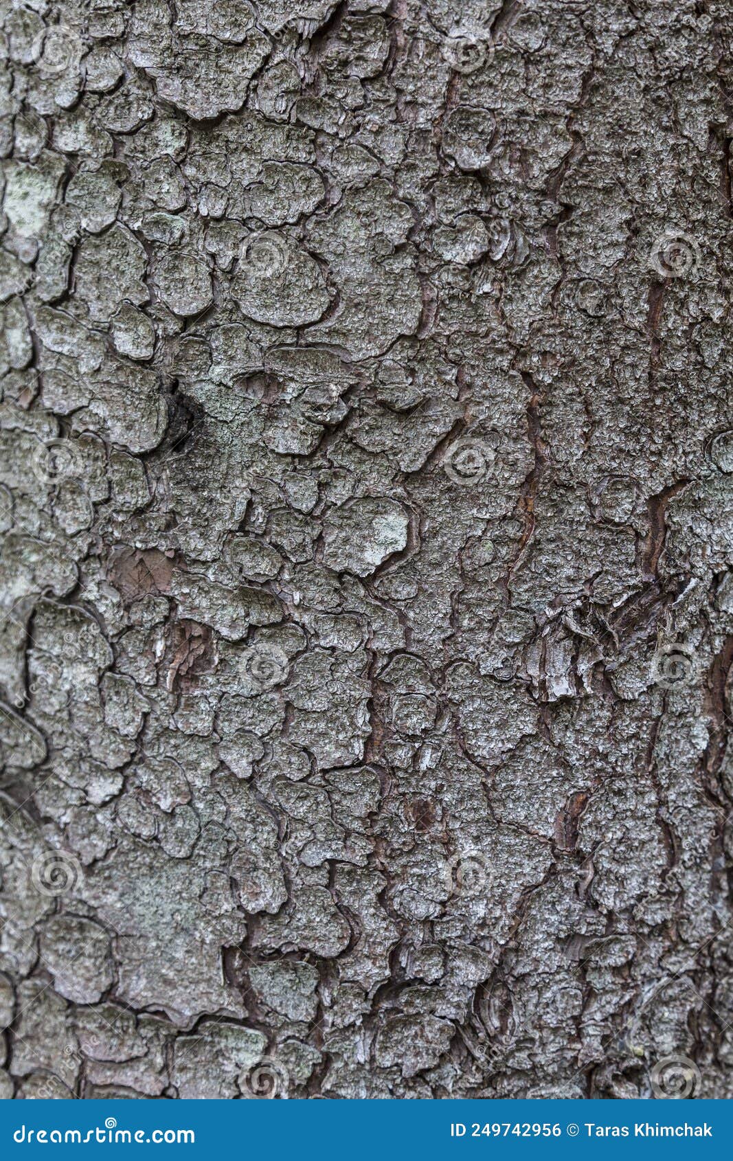 Tree Bark Close Up the Exfoliating Bark of the Tree Light Gradient ...