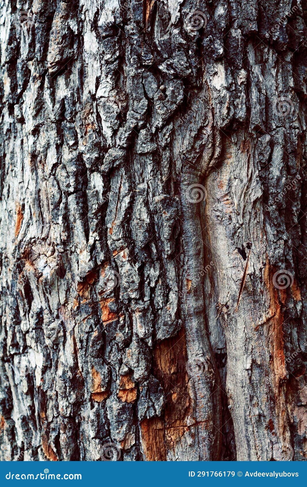 Tree Bark Close-up in Grey Shades Stock Image - Image of geology, wood ...