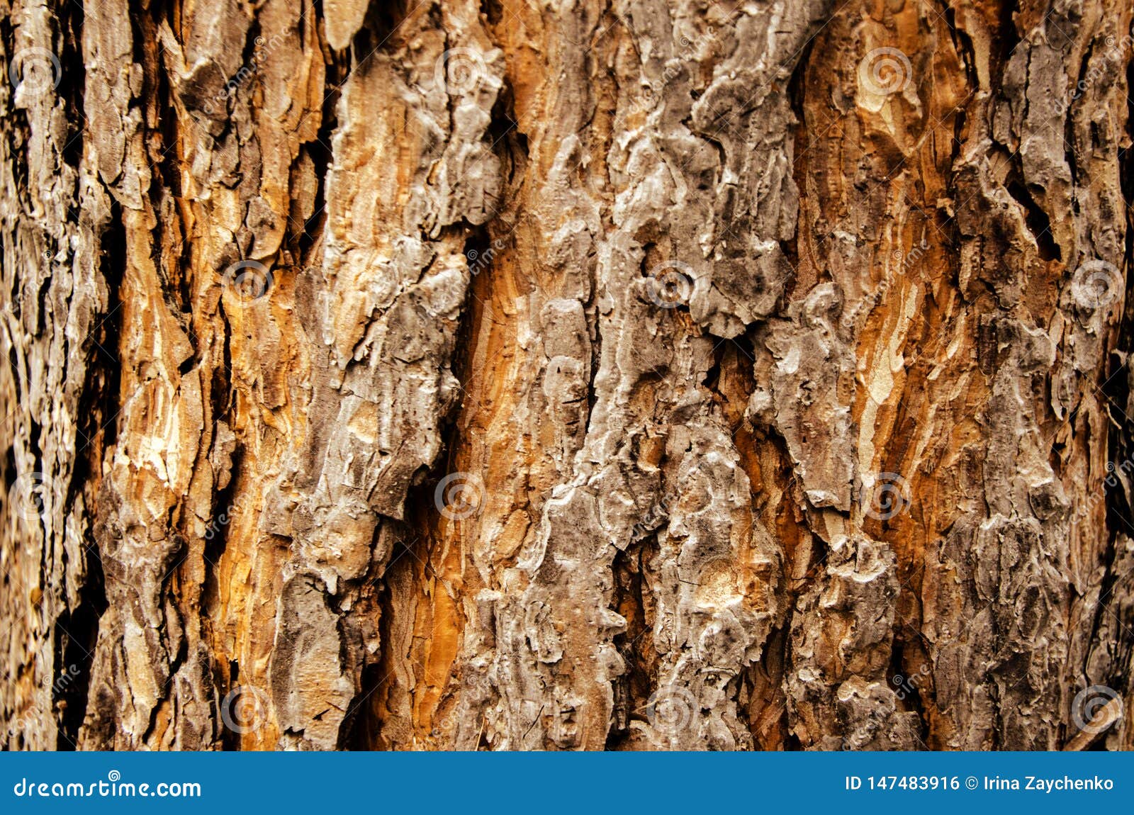 Tree Bark Close-up, Horizontal Layout Stock Photo - Image of nature ...