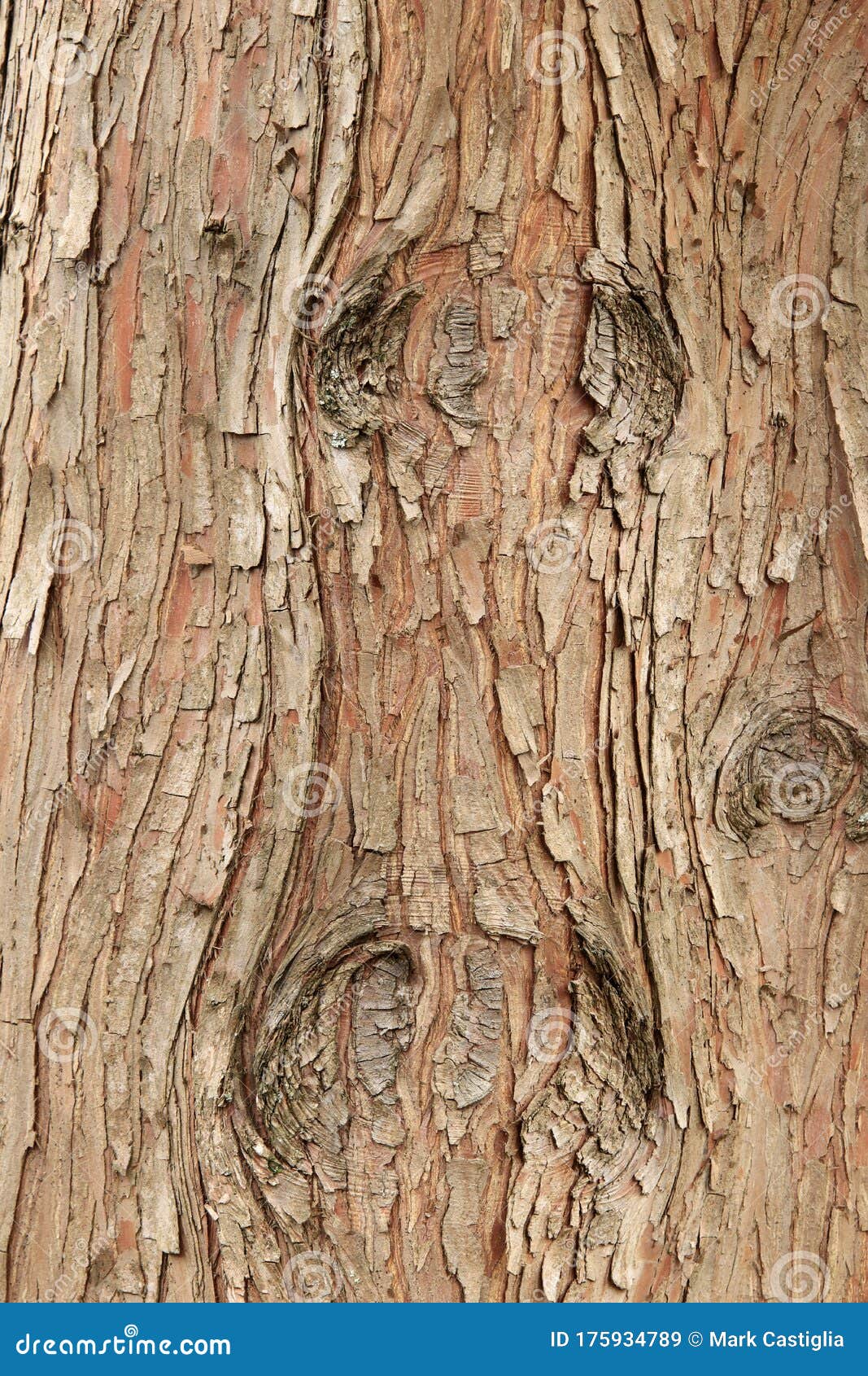 Tree Bark with Pattern Resembling a Face Stock Image - Image of tree ...