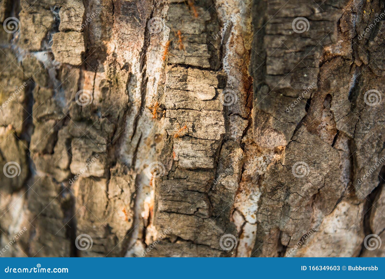 Tree Bark Close-up, Natural Texture for the Background Stock Image ...