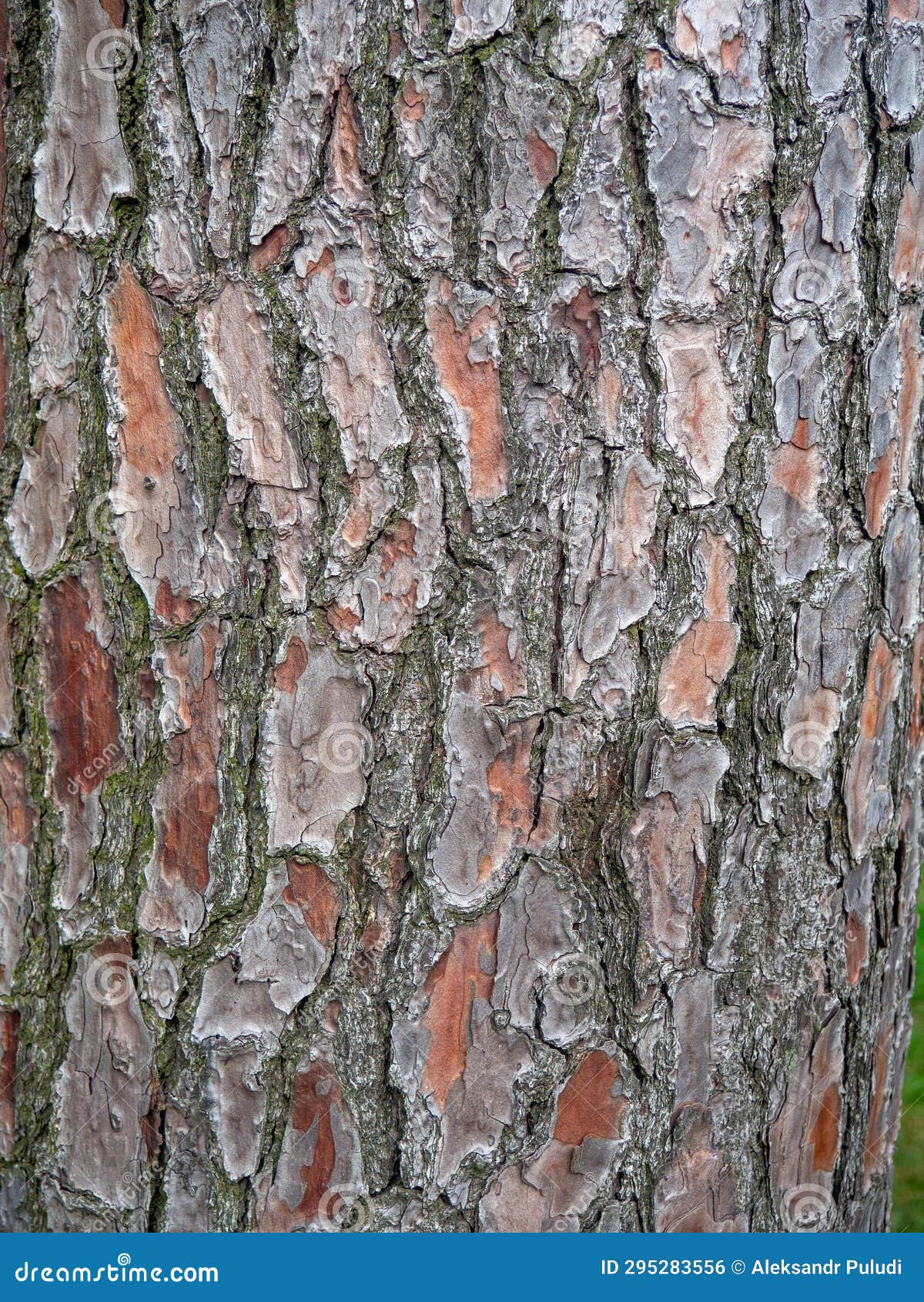 Tree Bark Close-up. Tree Bark Structure. Wood Background. Natural ...