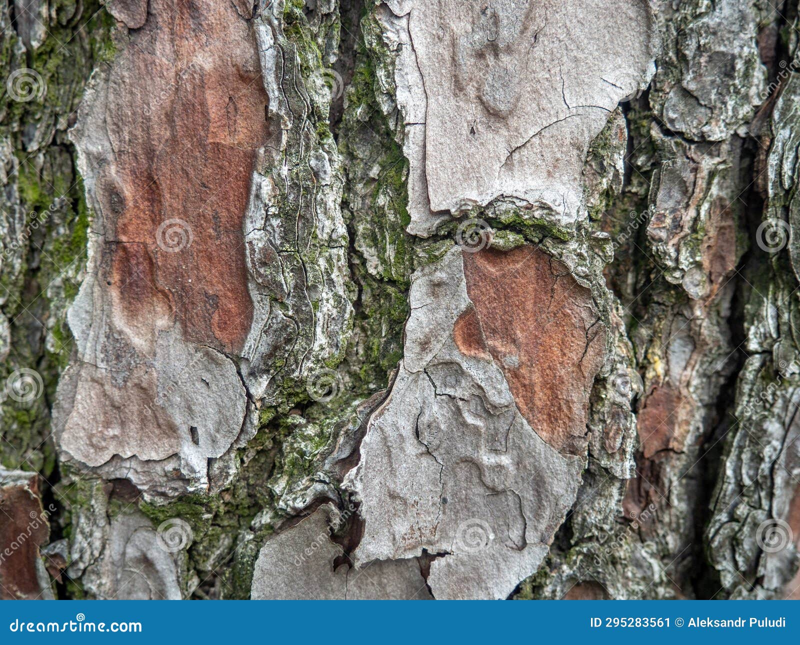 Tree Bark Close-up. Tree Bark Structure. Wood Background. Natural ...