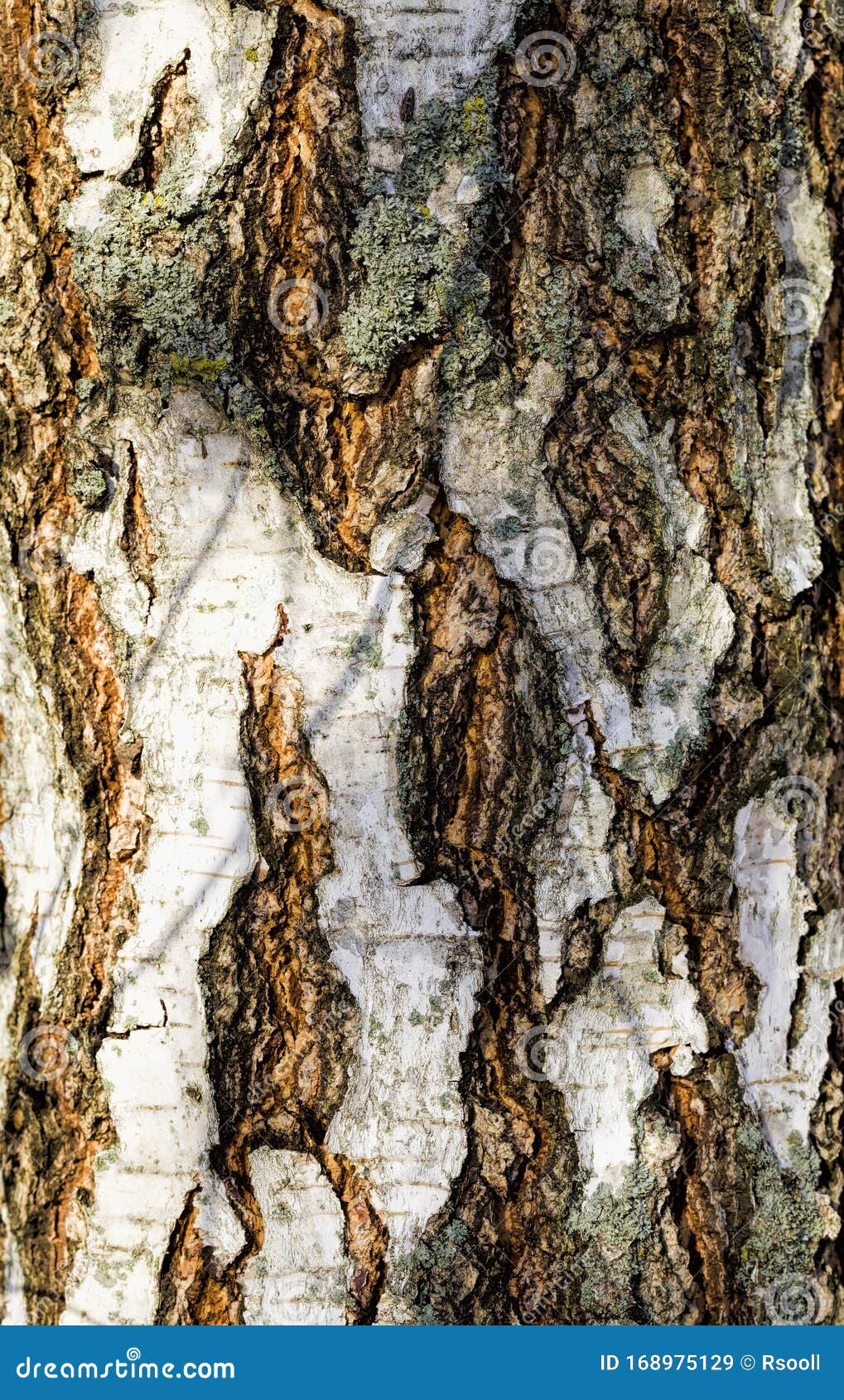 Tree bark stock image. Image of residues, plank, detail - 168975129