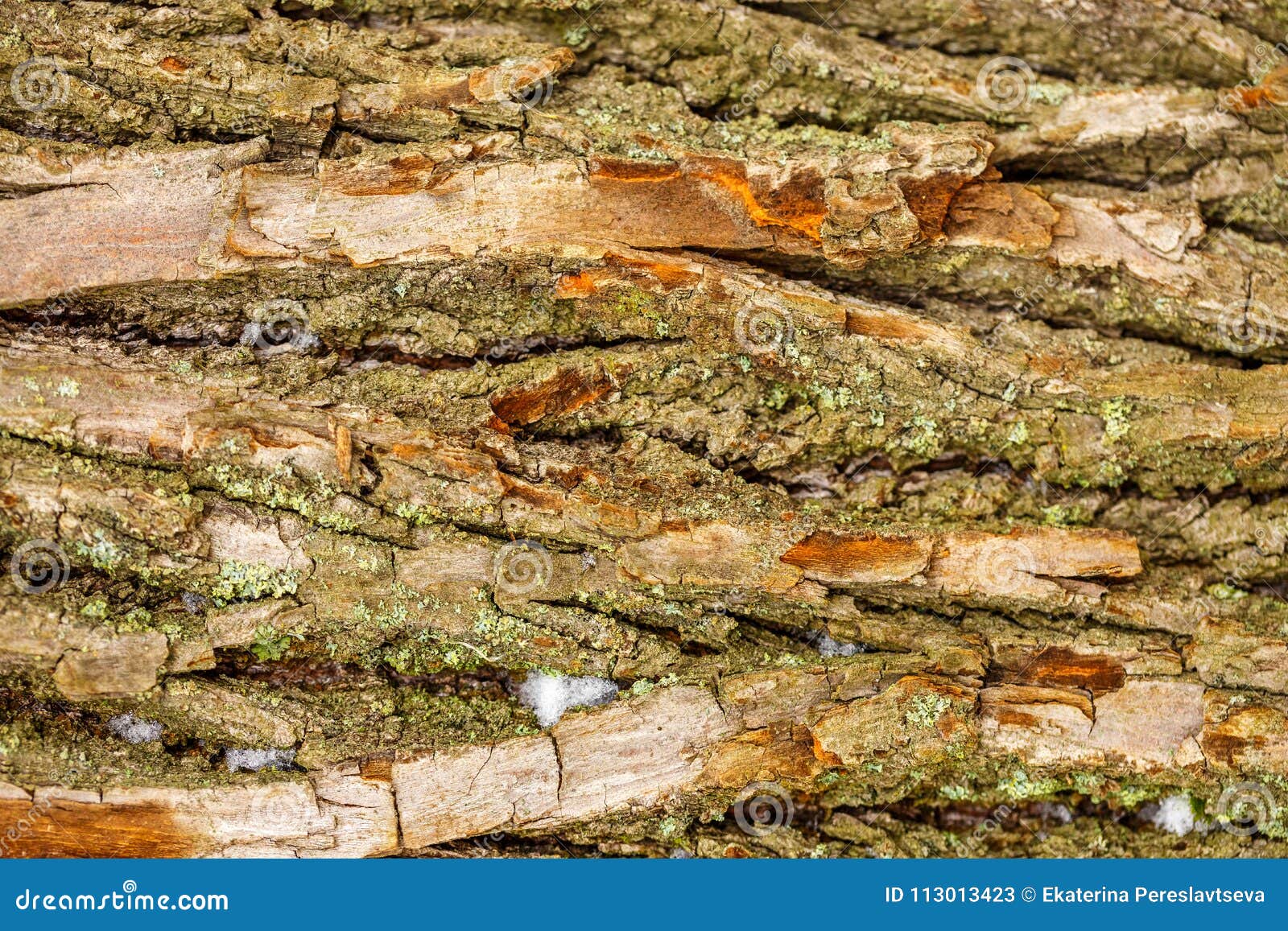Tree Bark Close - Up, the Texture of the Tree Bark Stock Image - Image ...