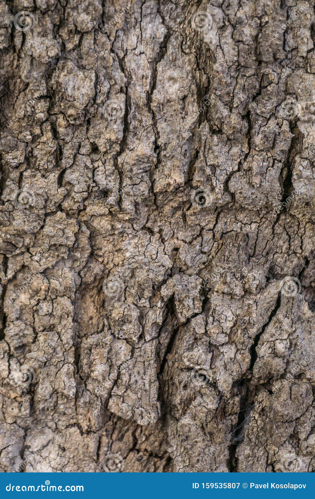 Tree Bark Close-up. Texture Stock Image - Image of cracked, bark: 159535807