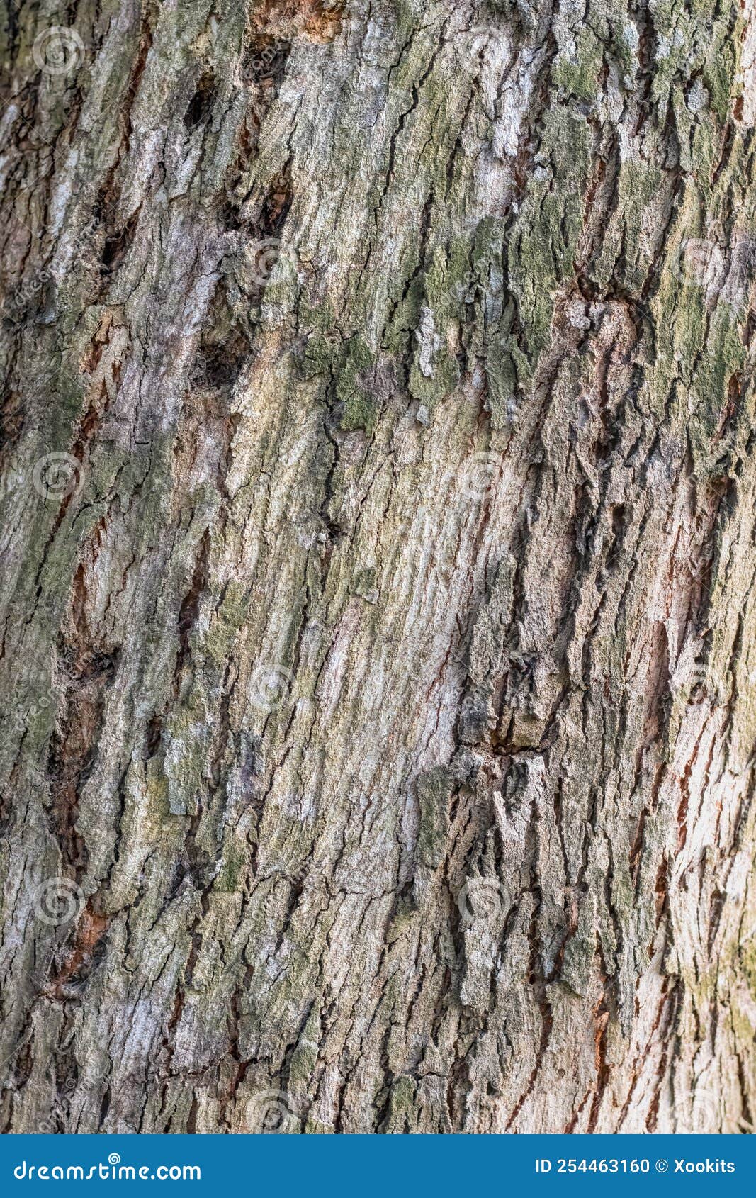 Rugged Tree Bark Close Up for Texture Background Stock Photo - Image of ...