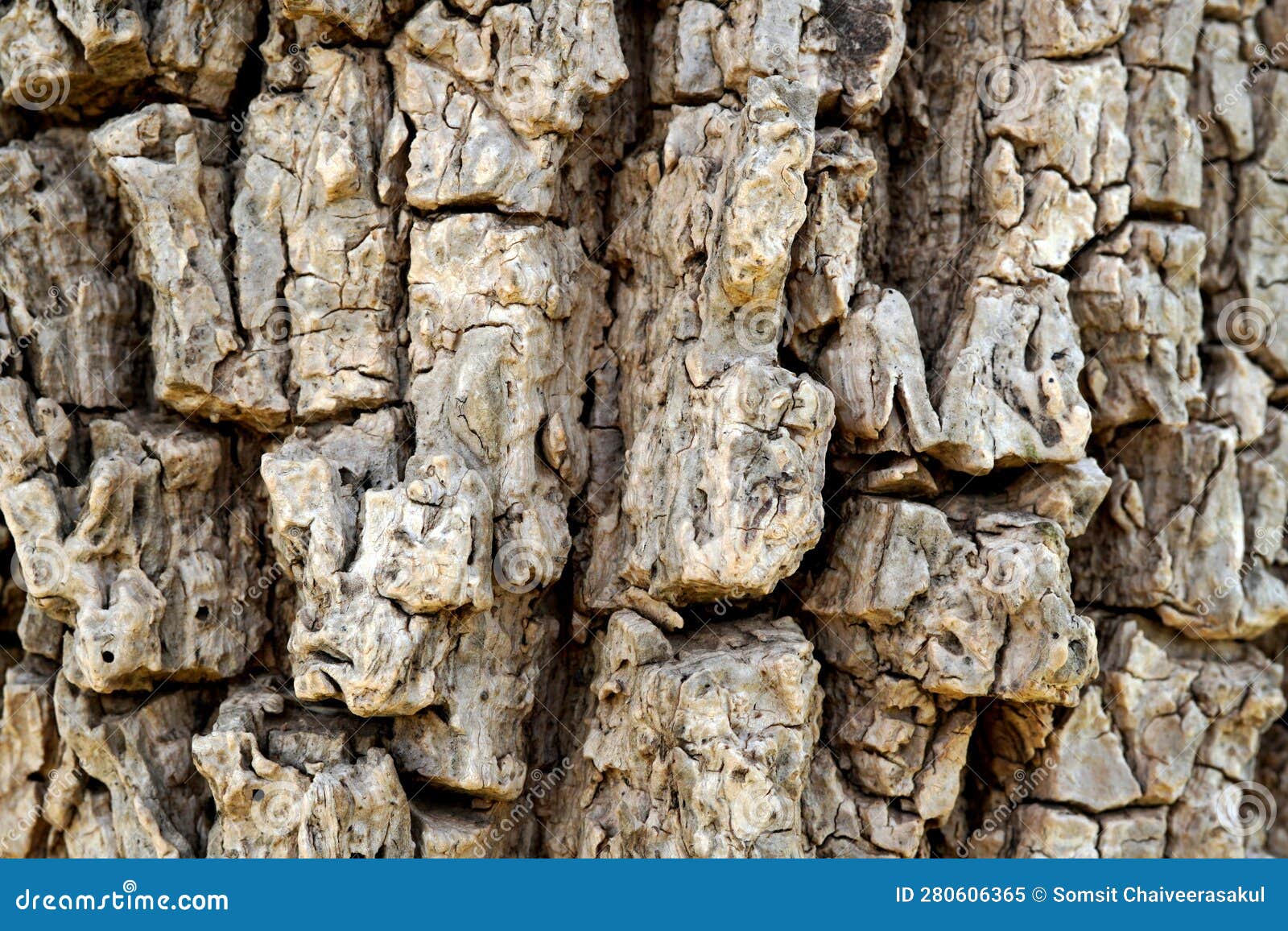 Tree bark close up texture stock image. Image of pine - 280606365