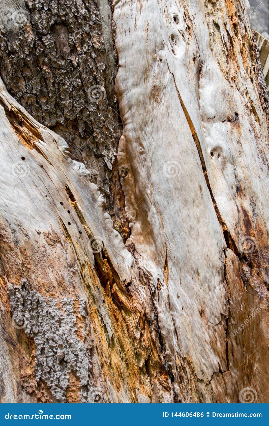 Tree Bark Close Up, Texture and Shape Stock Photo - Image of showing ...