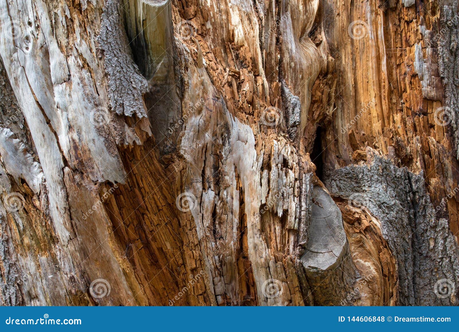 Tree Bark Close Up, Texture and Shape Stock Photo - Image of grain ...