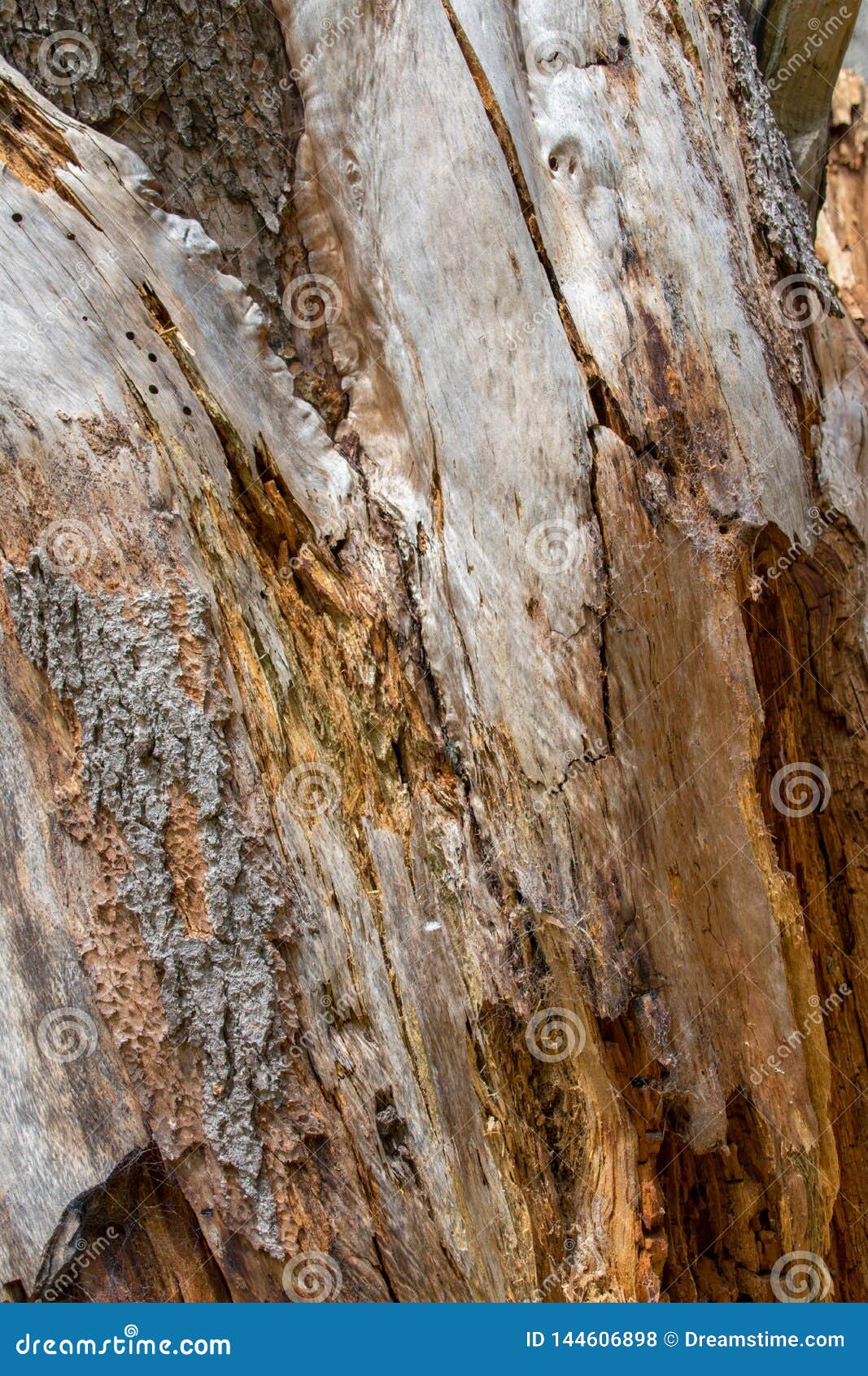 Tree Bark Close Up, Texture and Shape Stock Photo - Image of texture ...