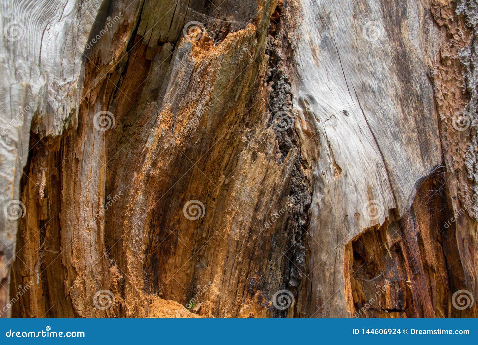 Tree Bark Close Up, Texture and Shape Stock Photo - Image of bark ...