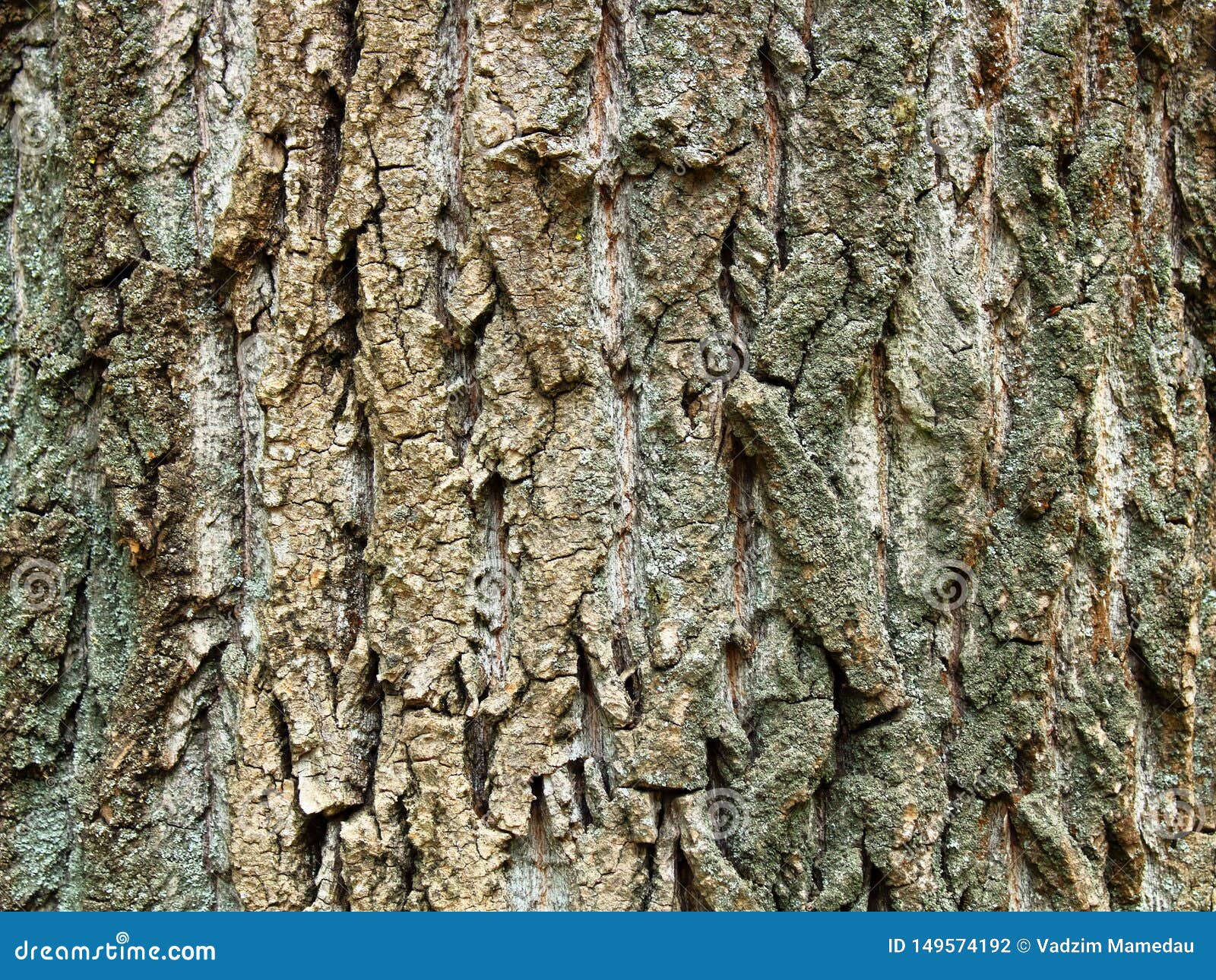 Tree bark close up texture stock photo. Image of pattern - 149574192