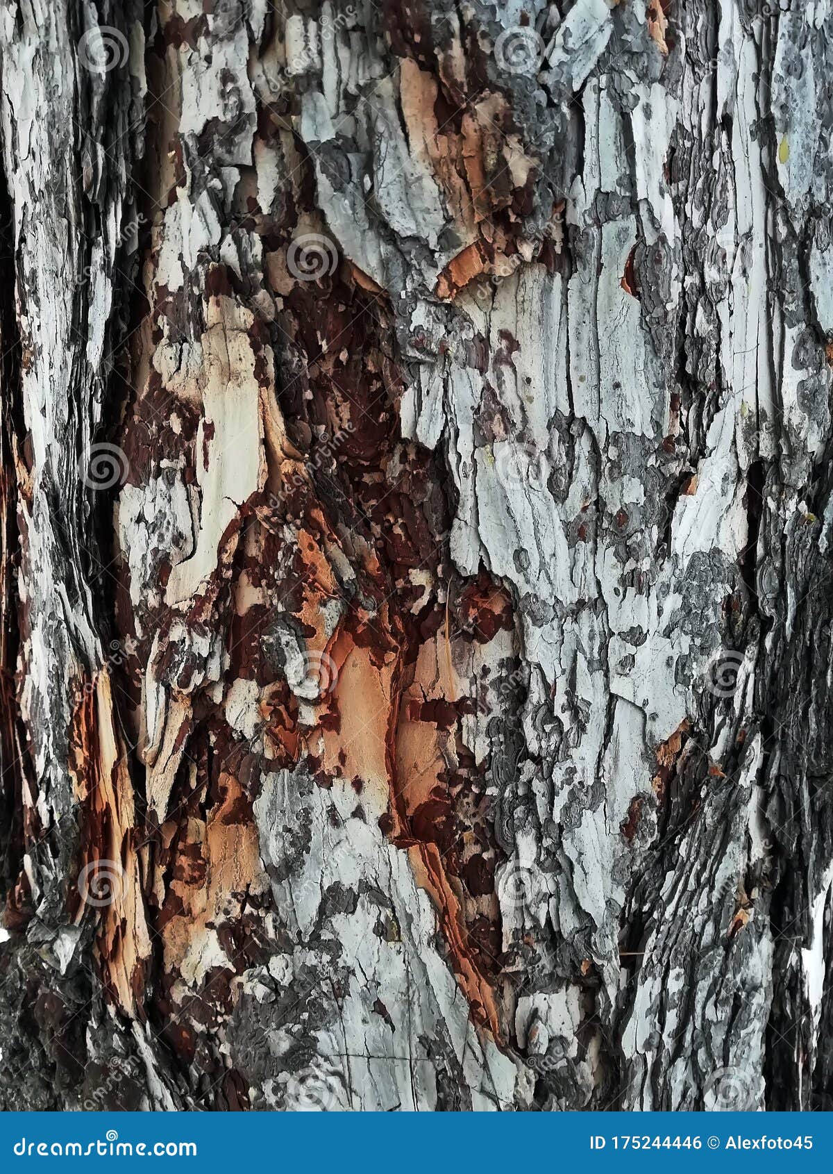 Tree Bark Close-up. Top View Stock Photo - Image of palm, brown: 175244446